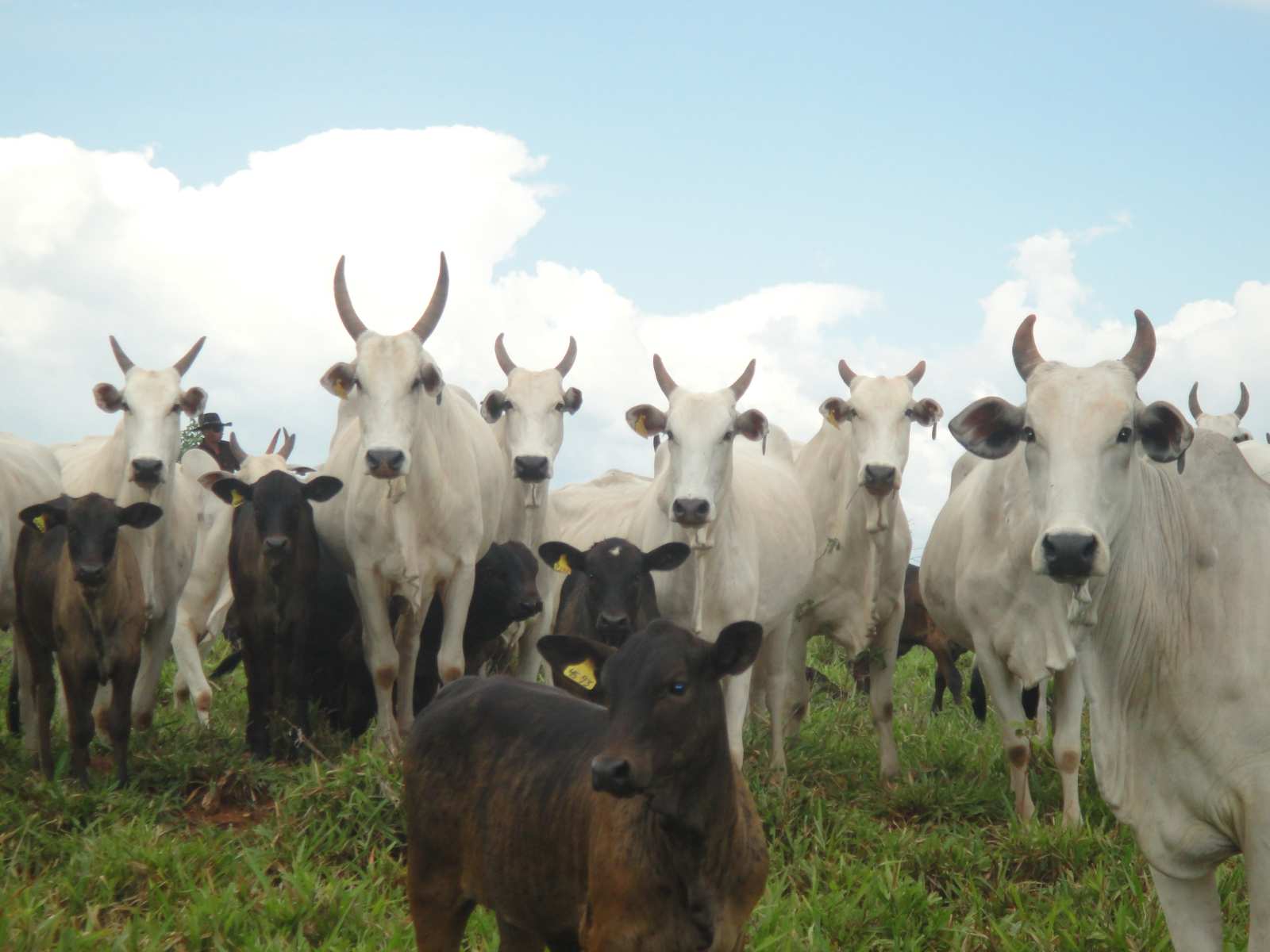 Rogério Peres: uso de equipamentos de proteção individual, respeito à ...