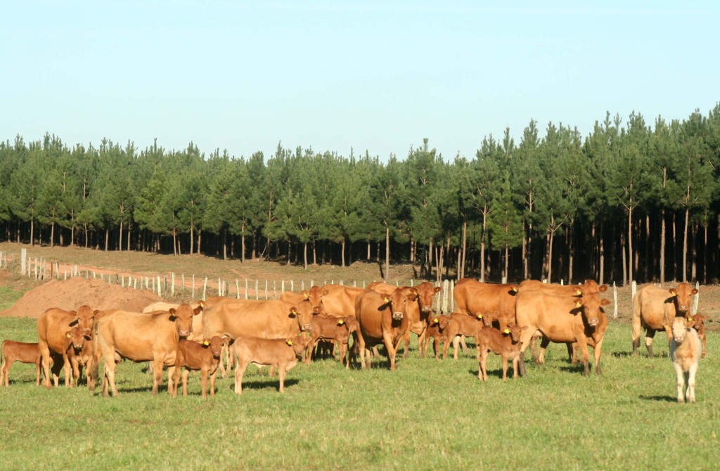 Caracu: conheça mais sobre a raça que é um patrimônio da pecuária ...