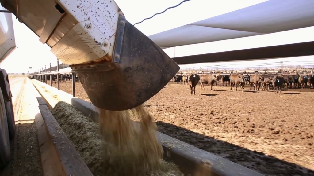 AACo: Conheça o maior produtor integrado de bovinos e carne da Austrália