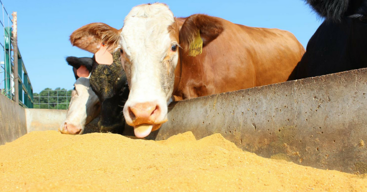 nutrição animal Archives - BeefPoint | O ponto de encontro da cadeia ...