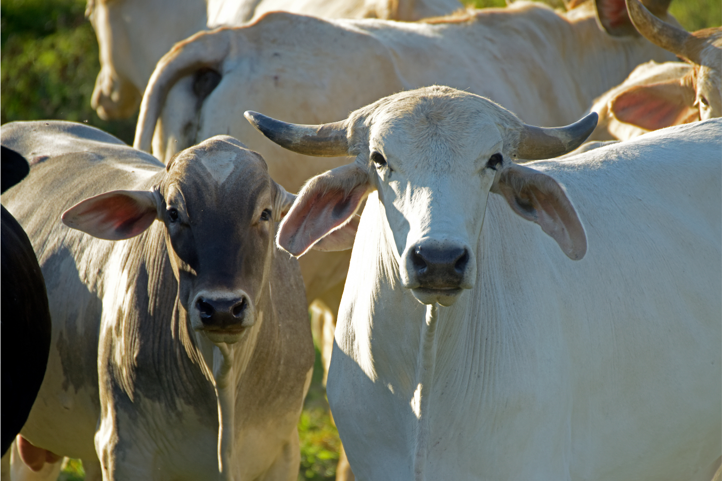 Indicador do Boi DATAGRO – Boletim de 14-março-2025
