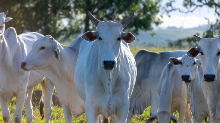 Preço do boi gordo cai em diversas regiões com a demanda mais fraca