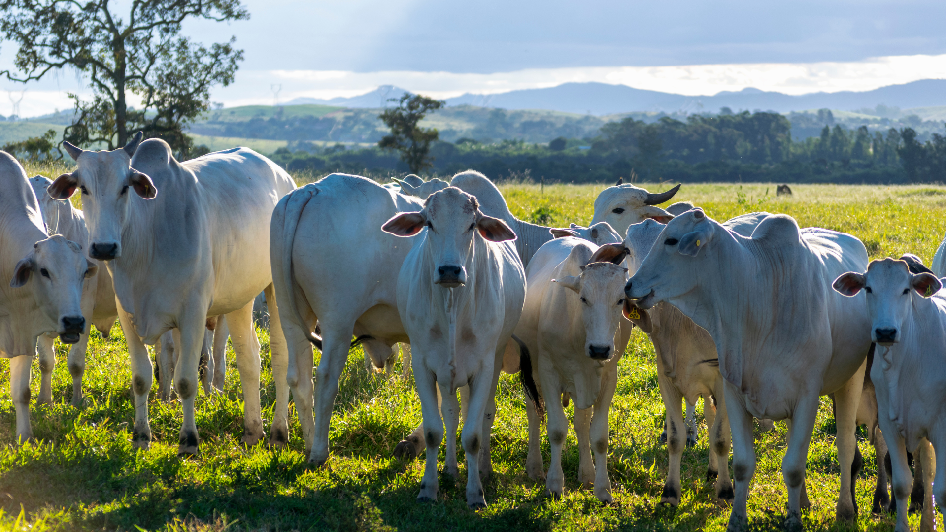 Preço do "boi China" avança com exportações aquecidas